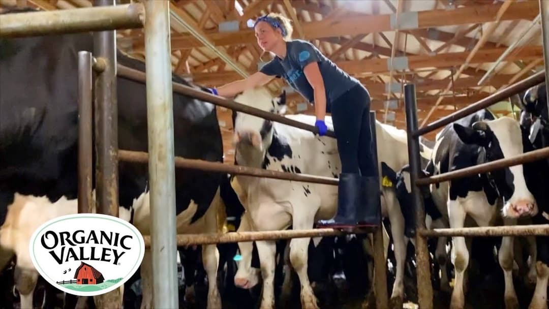 Where Your Milk Comes From | Ethically Sourced From Small Organic ...